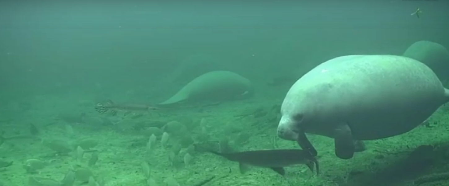 Park Webcams | Florida State Parks